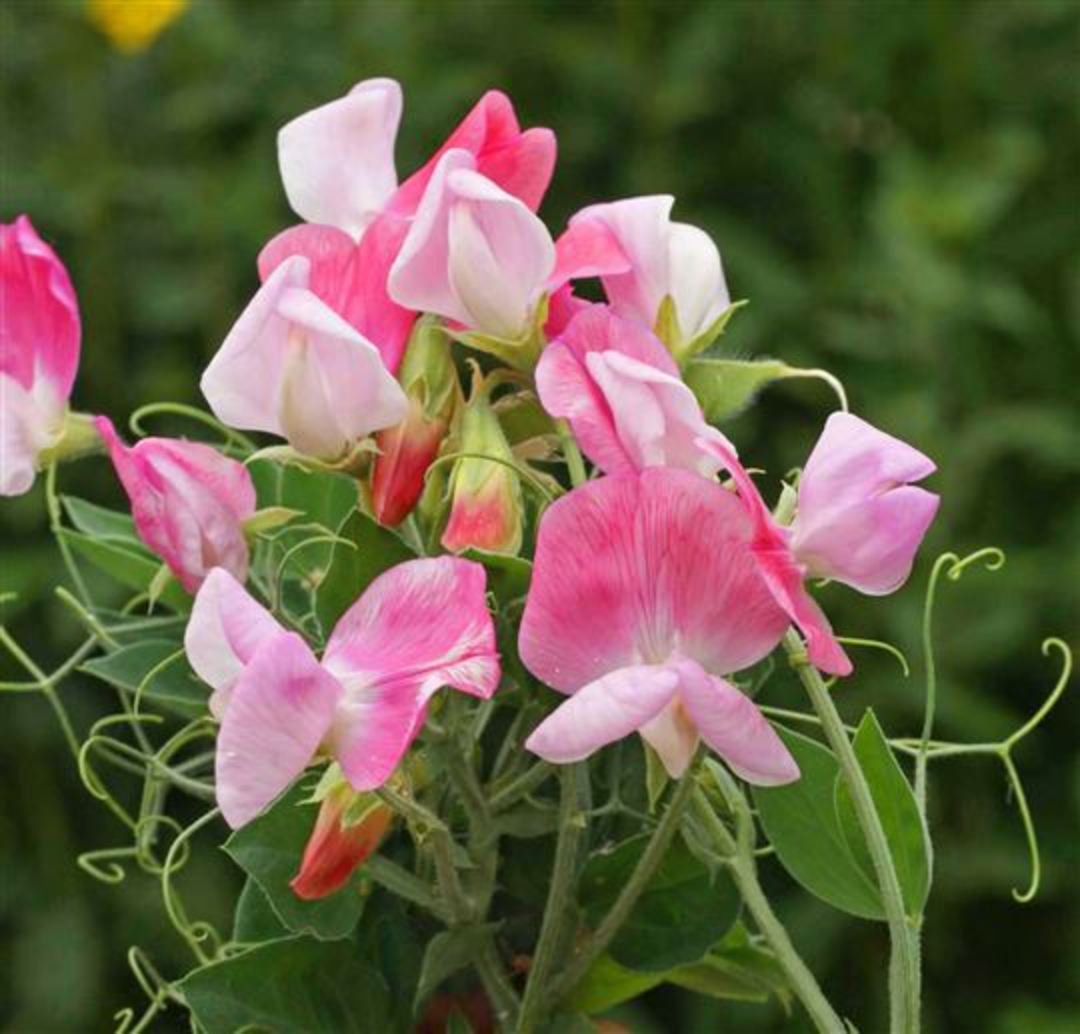 15 pink sweet pea Flower Seeds for Garden