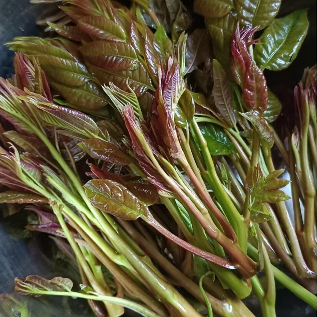 50 Chinese Toon Vegetable Seeds for Garden