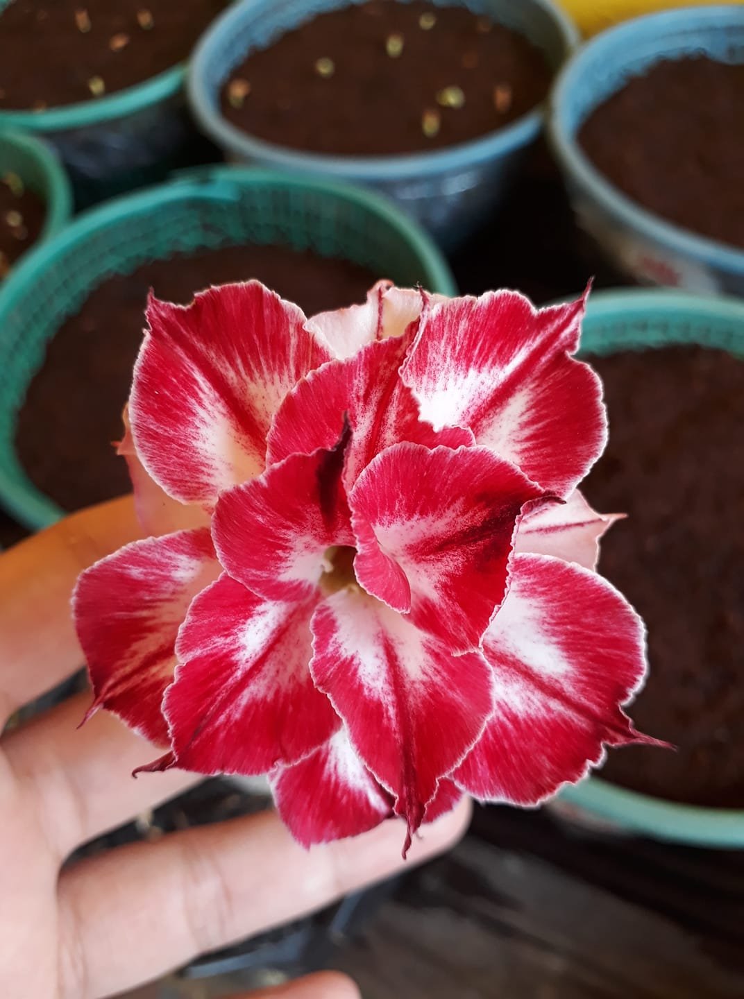 2 Adenium Dark Red & White Flower Seeds for Garden