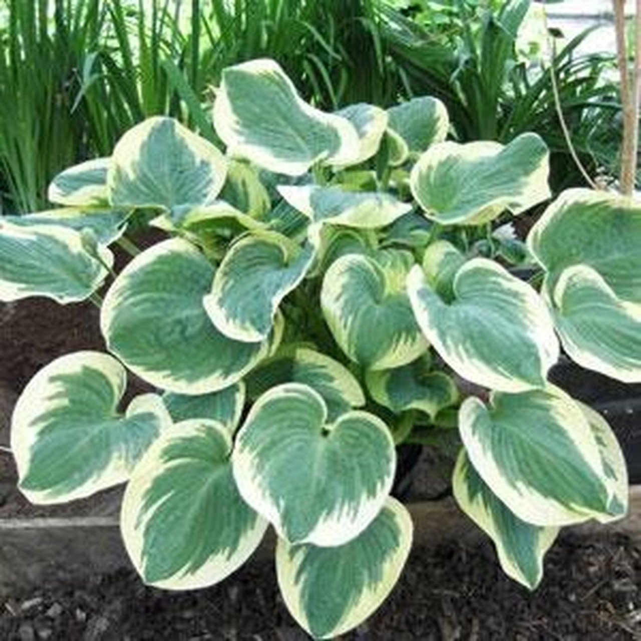 hosta BARBARA ANN large special blue white unique 2.5" pot = 1 Live ...