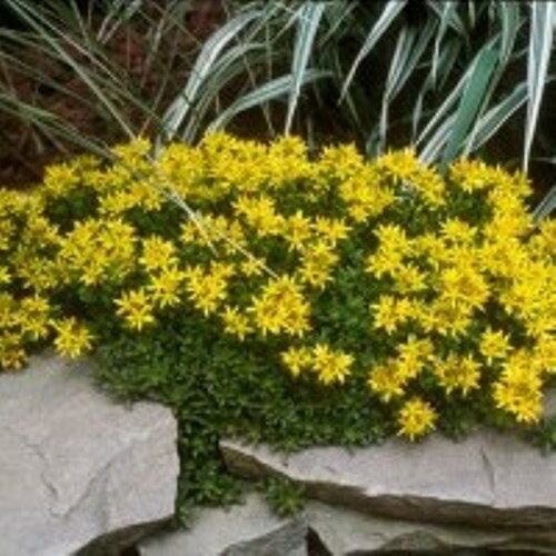 sedum ACRE compact yellow flower drought tolerant 2" pot = 1 Live ...