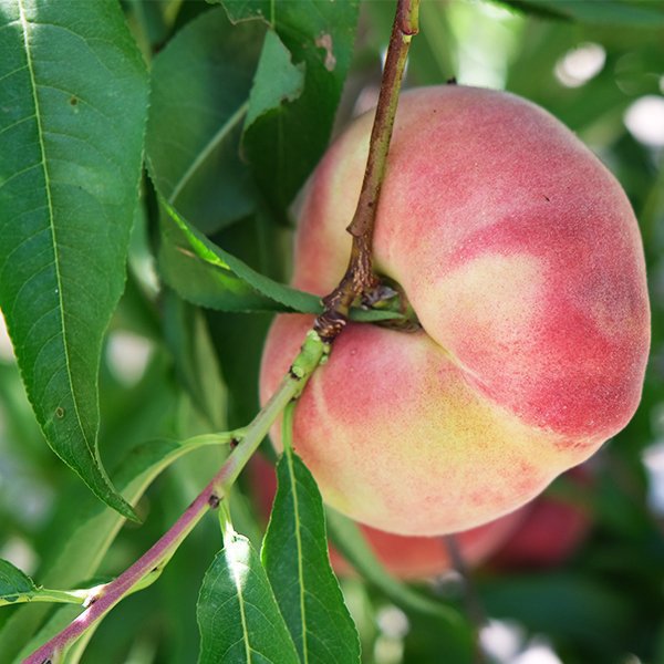 5 GALAXY DOUGHNUT PEACH FLAT DONUT (FF) Cutting Rooting Grafting SCION ...