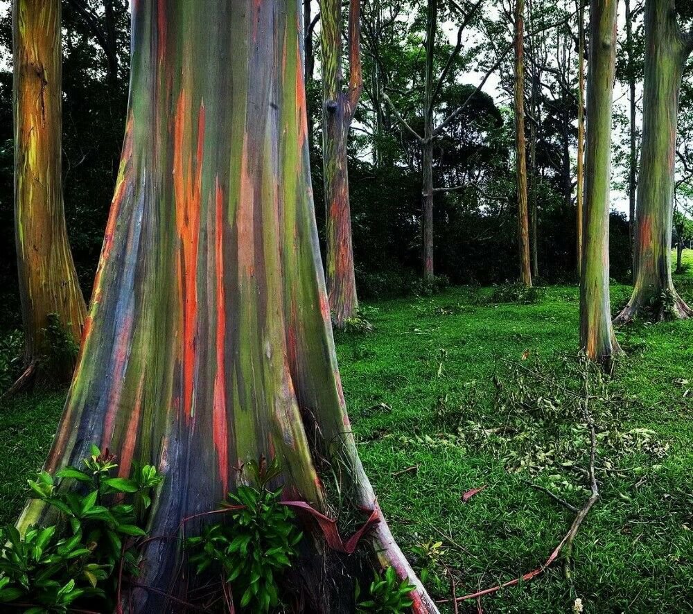 Rainbow Eucalyptus Mindanao Gum Rainbow Gum Psychedelic Deglupta Ind ...