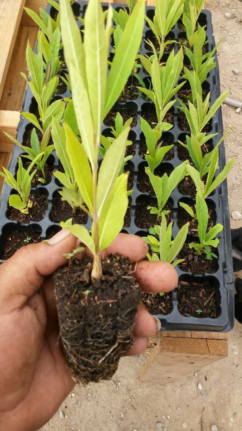 oak Tabebuia aurea Yellow tree plant live ( roble amarillo ) 8''