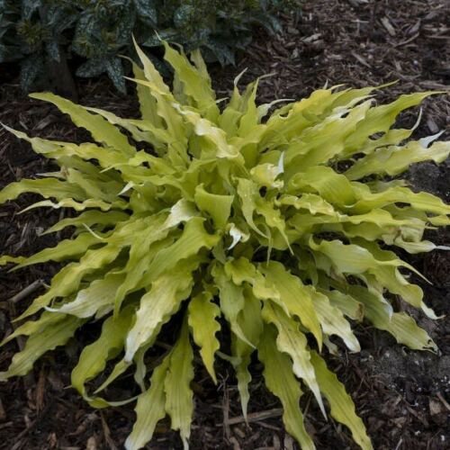 HOSTA Wiggles And Squiggles Starter