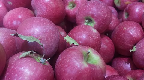 2 CRIPPS PINK LADY APPLE Fruit Tree (FF) Cutting Rooting Grafting SCION ...