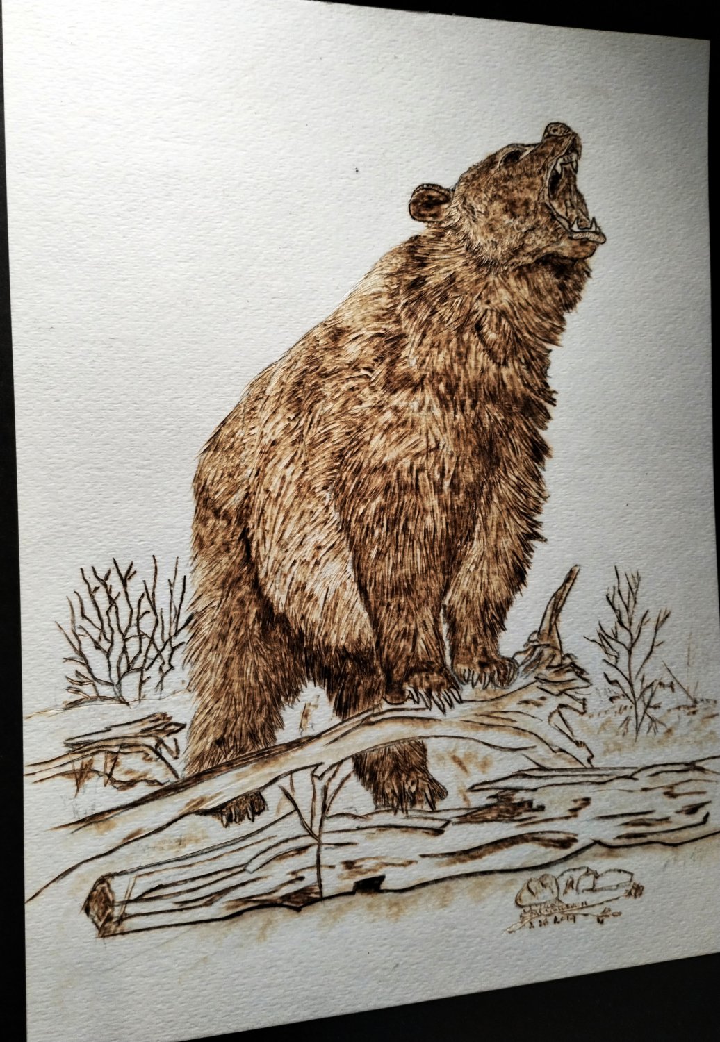 Grizzly Bear - Hand Burned Drawing - Pyrography on Textured Watercolor ...