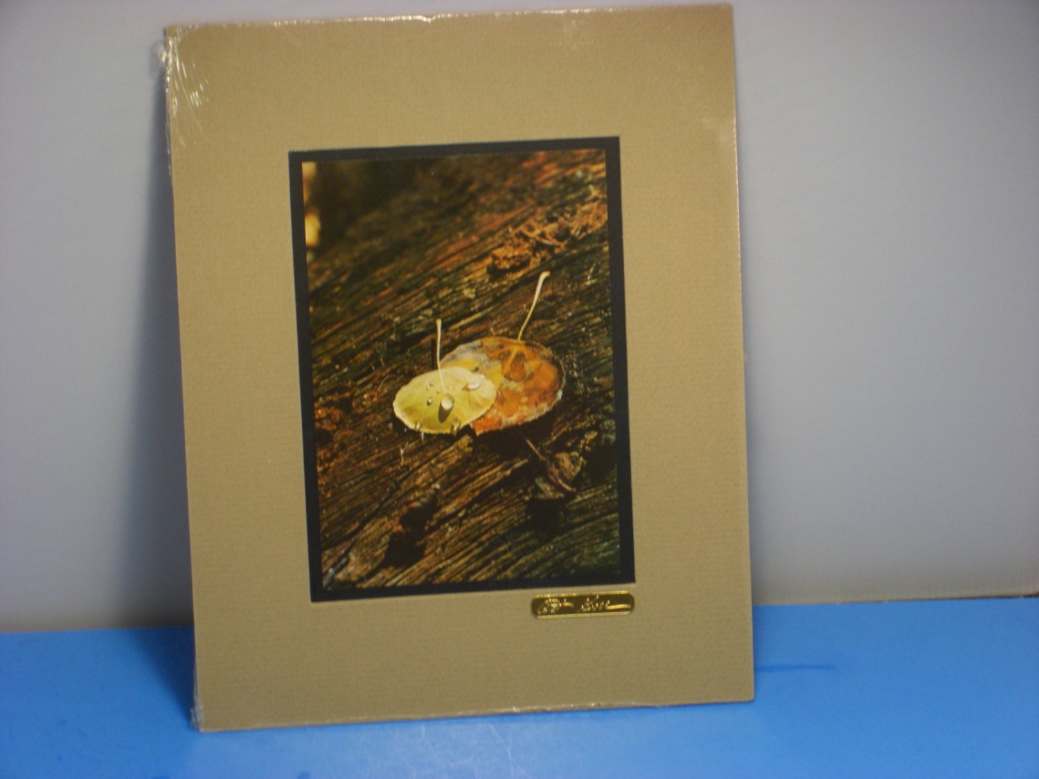 Colorado Photographer Art Gore 2 Leaves Fine Photograph