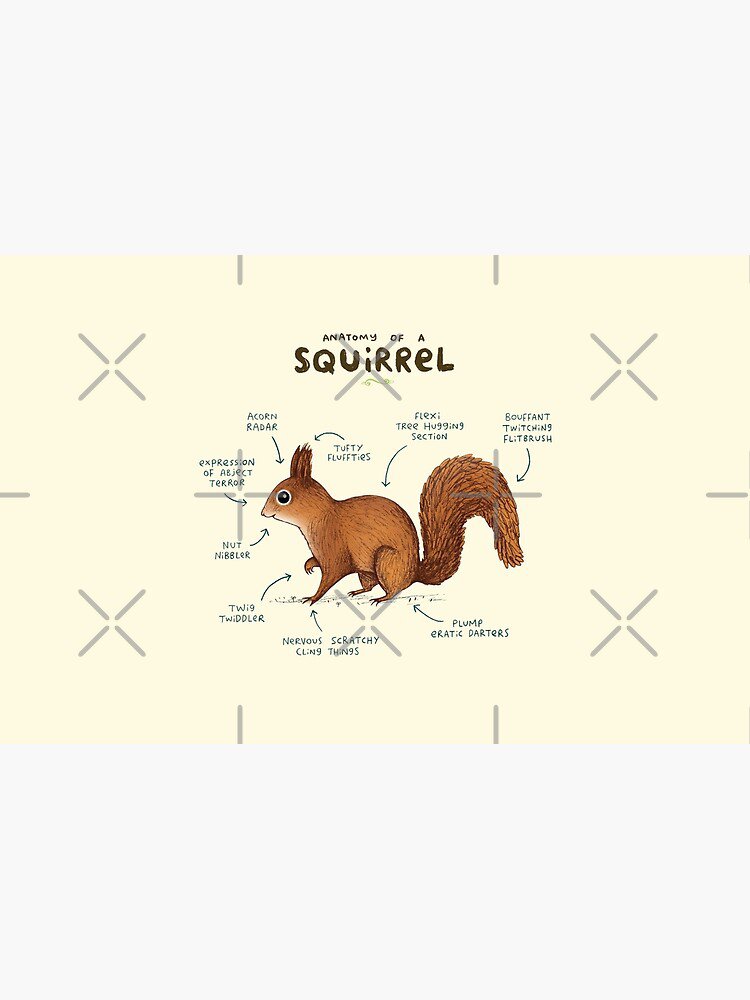 Anatomy of a Squirrel Zipper Pouch