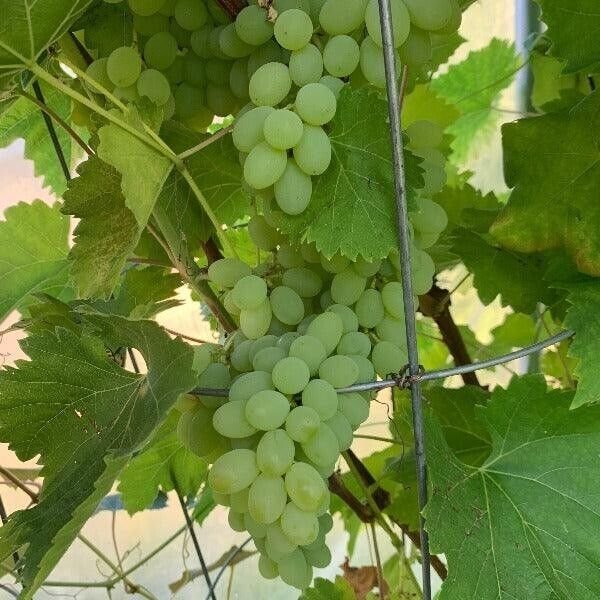 1 NEPTUNE Seedless Grape Vine Plant, Fruit Plant