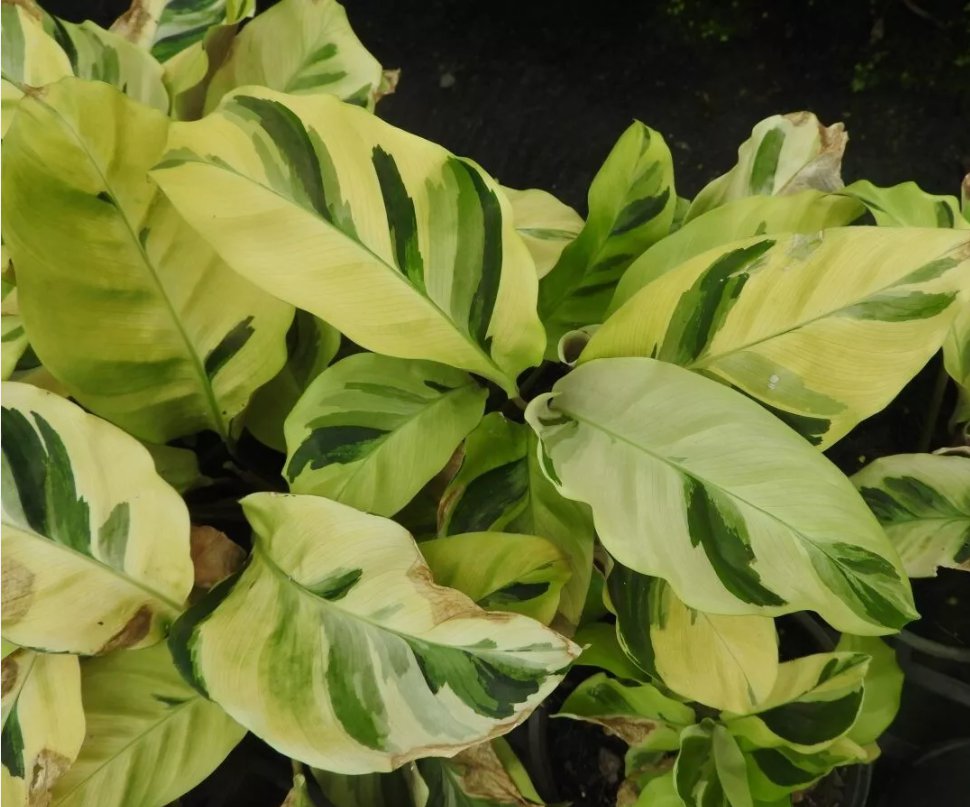 25+ Thai Beauty Calathea Seeds for Garden Planting