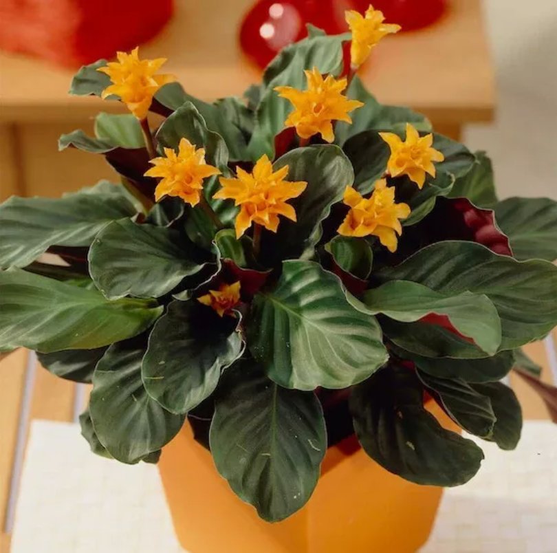 25+ Eternal Flame Calathea Seeds for Garden Planting