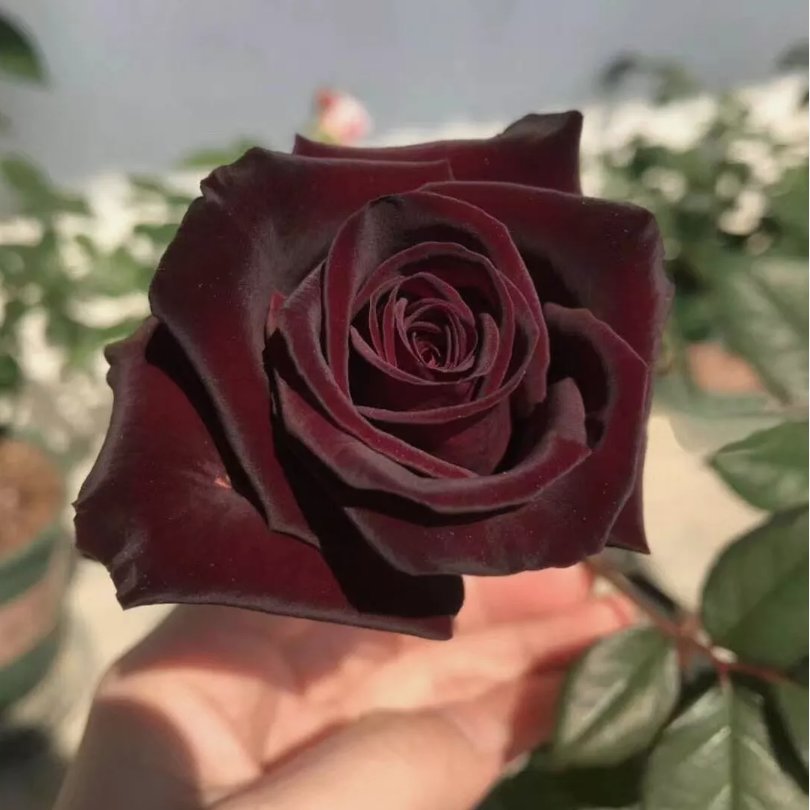 20 SEEDS for Maroon RARE Rose hybrid tea flower bud Bush exotic plant