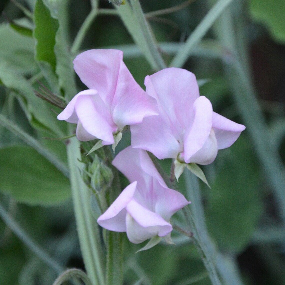 10 Seeds Old Spice Janet Scott Sweet Pea Seeds (Lathyrus sativus