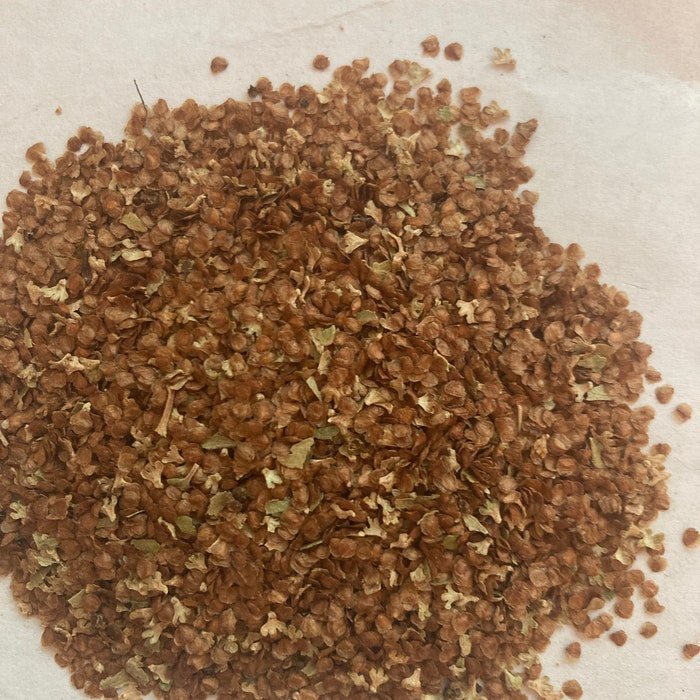 American Dwarf Birch Tree Seeds Betula Glandulosa Arctic Dwarf Birch ...