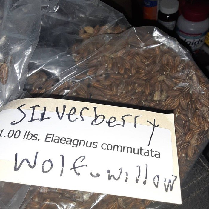 American Silverberry Seeds Elaeagnus Commutata Wolf Willow Fresh Seeds