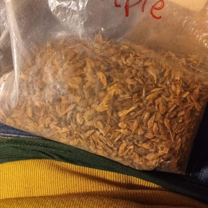 Amur Maple Tree Seeds Acer Ginnala Fresh Seeds
