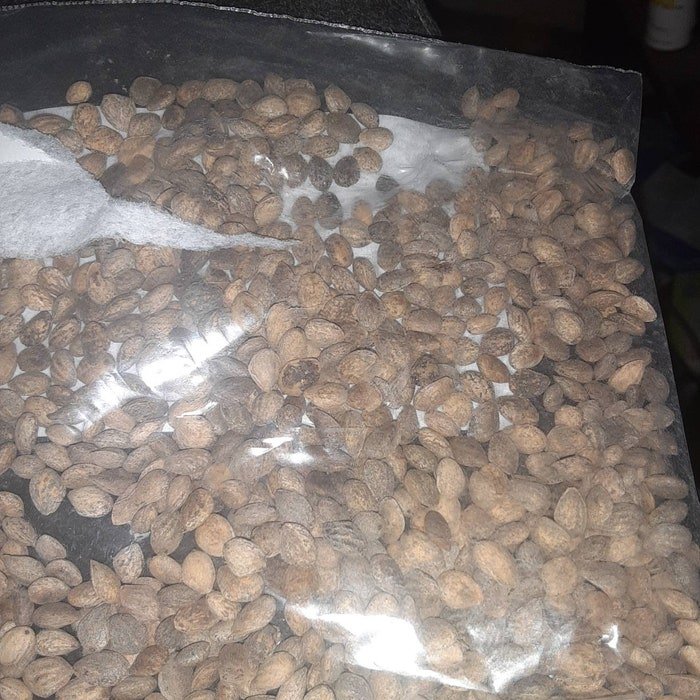 Arizona Longleaf Pine Tree Seeds Pinus Engelmannii Apache Pine Fresh Seeds