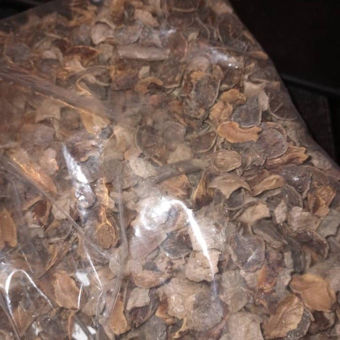 Bald Cypress Tree Seeds Taxodium Distichum Northern Northern Supply ...