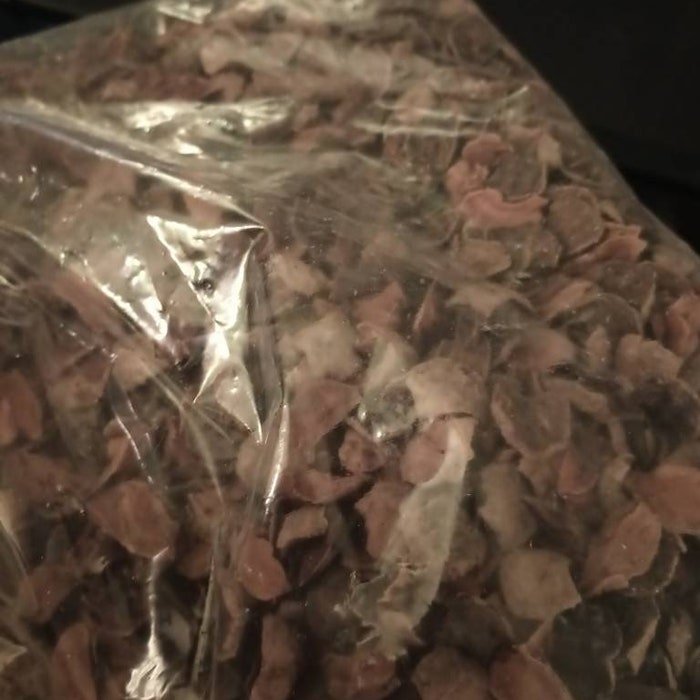 Bald Cypress Tree Seeds Taxodium Distichum Southern Fresh Seeds