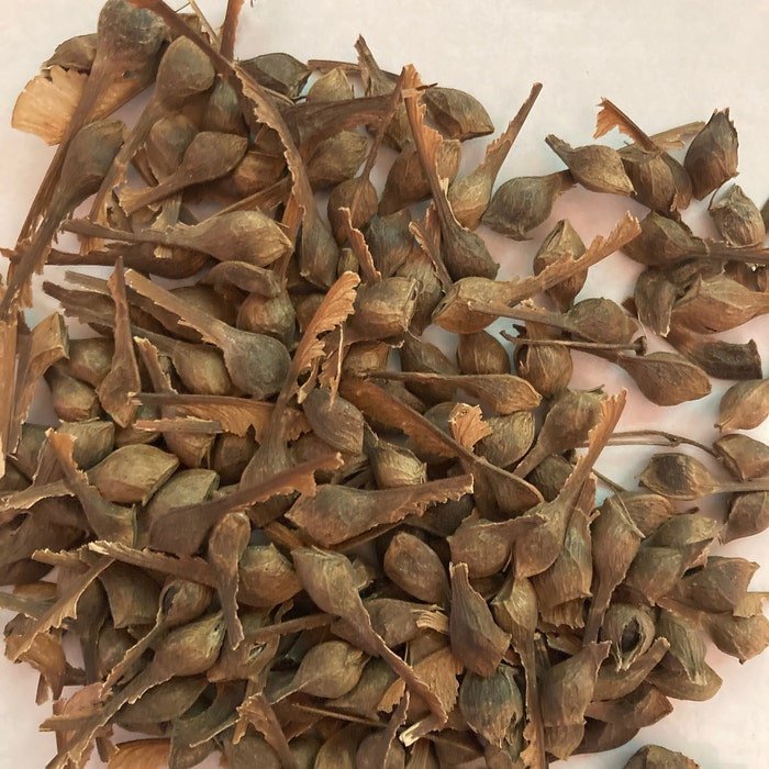 Balkan Maple Tree Seeds Acer Hyrcanum Hyrcanum Maple Fresh Seeds