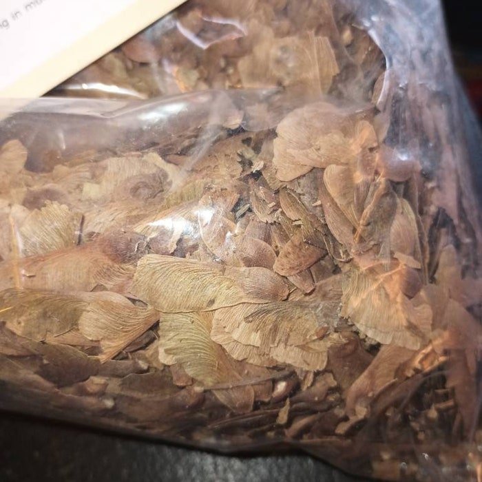 Bigleaf Maple Tree Seeds Acer Davidii Grosseri Hersi China Fresh Seeds