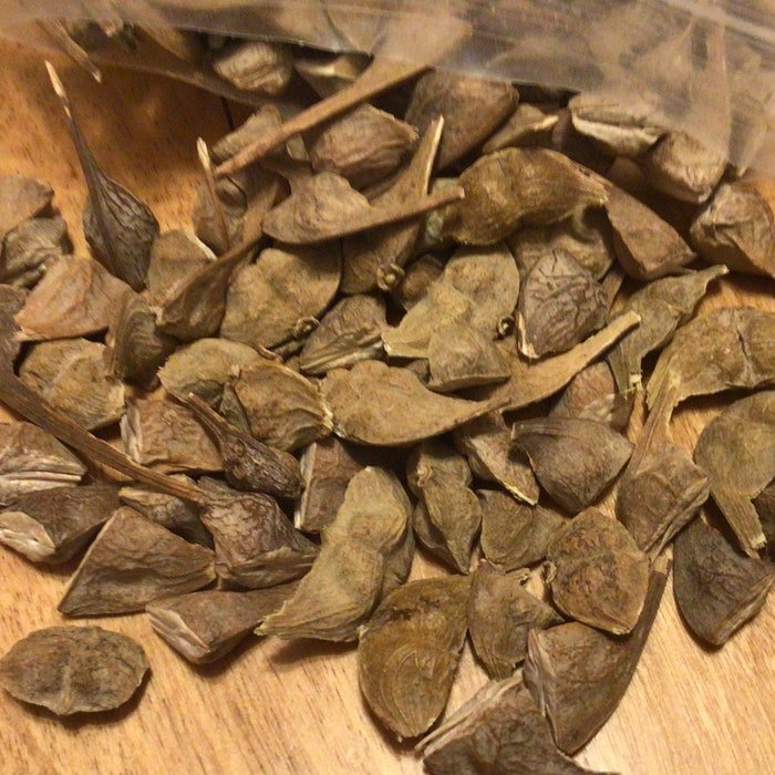 Bigleaf Maple Tree Seeds Acer Macrophyllum Oregon Maple Fresh Seeds