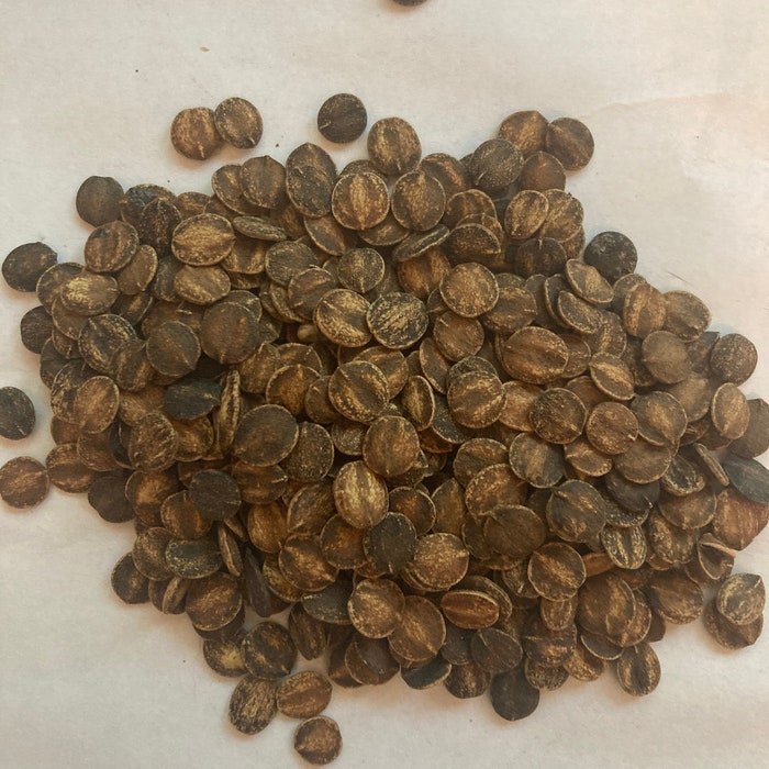 Blackhaw Tree Seeds Viburnum Prunifolium Smooth Blackhaw Sweet Haw ...