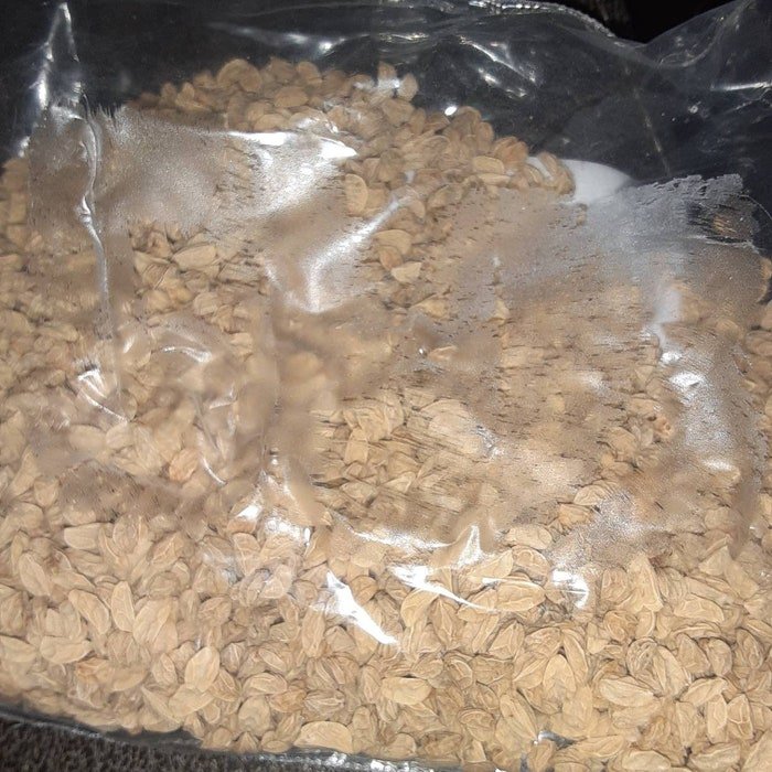 Chinese Holly Tree Seeds Ilex Cornuta Fresh Seeds