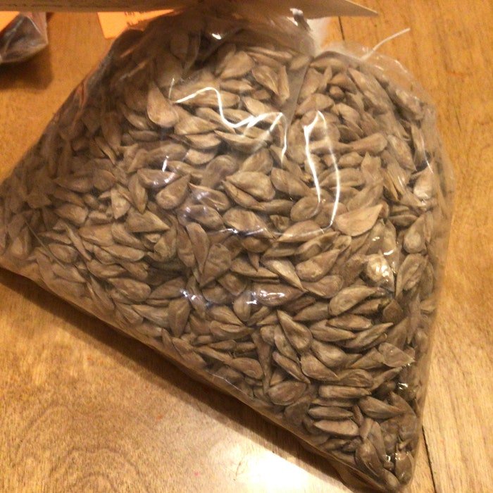 Deodar Cedar Tree Seeds Cedrus Deodara Fresh Seeds