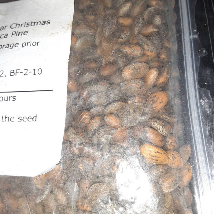 Desert Pine Tree Seeds Pinus Eldarica Fresh Seeds