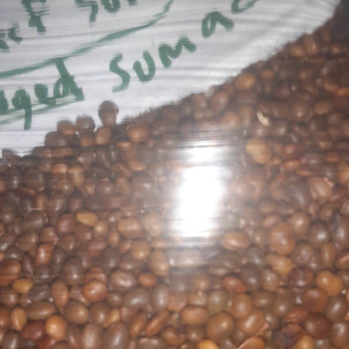 Dwarf Sumac Tree Seeds Rhus Copallina Fresh Seeds