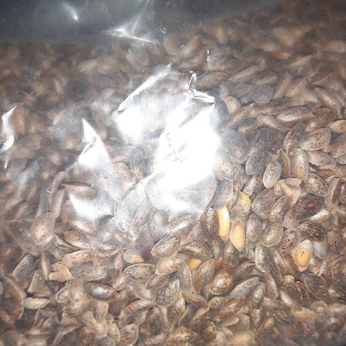 Eastern White Pine Tree Seeds Pinus Strobus Fresh Seeds