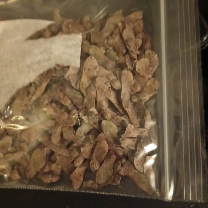 Filigree Japanese Maple Tree Seeds Acer Palmatum Matsumurae Filigree ...