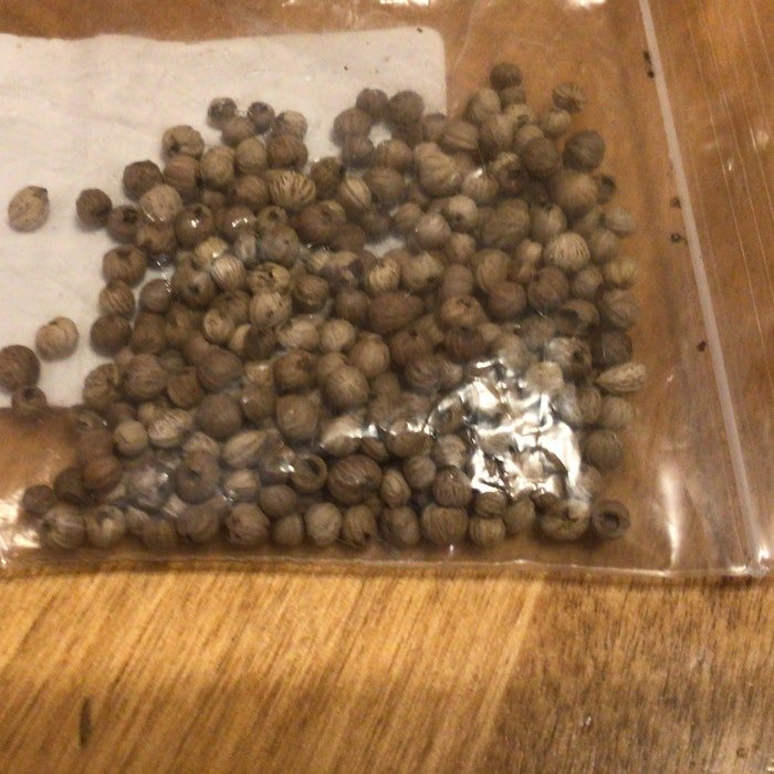 Giant Dogwood Tree Seeds Cornus Controversa Fresh Seeds