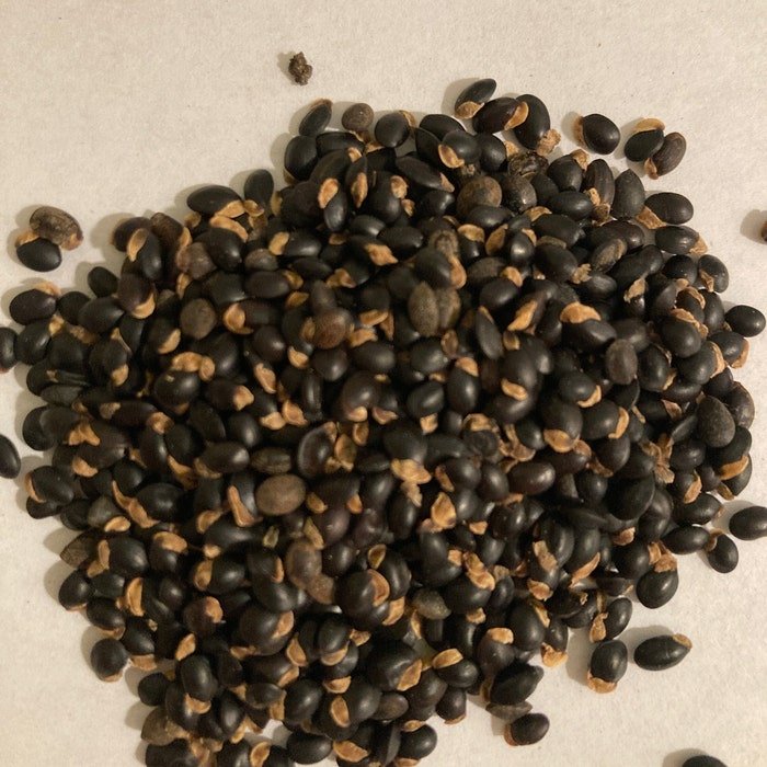 Green Wattle Tree Seeds Green Wattle Acacia Sidney Black Wattle Tree ...