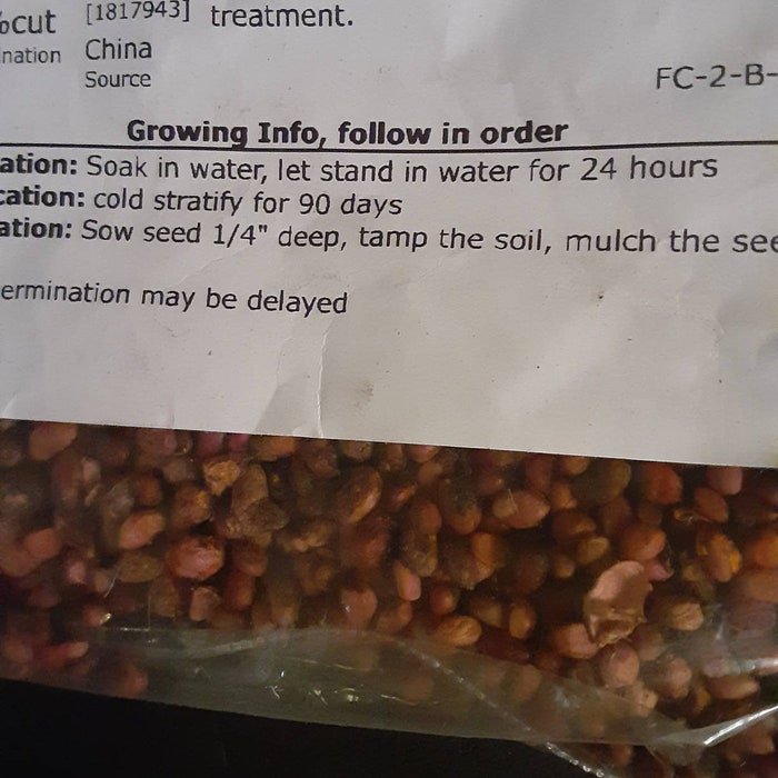 Hamiltons Spindle Tree Seeds Fresh Seeds