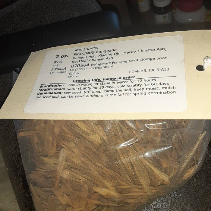 Hardy Chinese Ash Tree Seeds Fraxinus Bungeana Beakleaf Chinese Ash ...