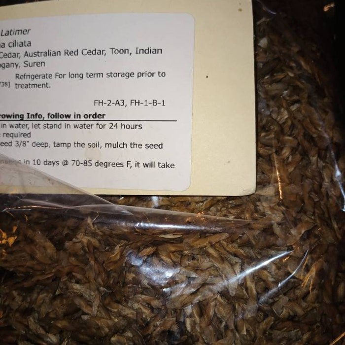 Indian Mahogany Tree Seeds Toona Ciliata Toon Tree Fresh Seeds