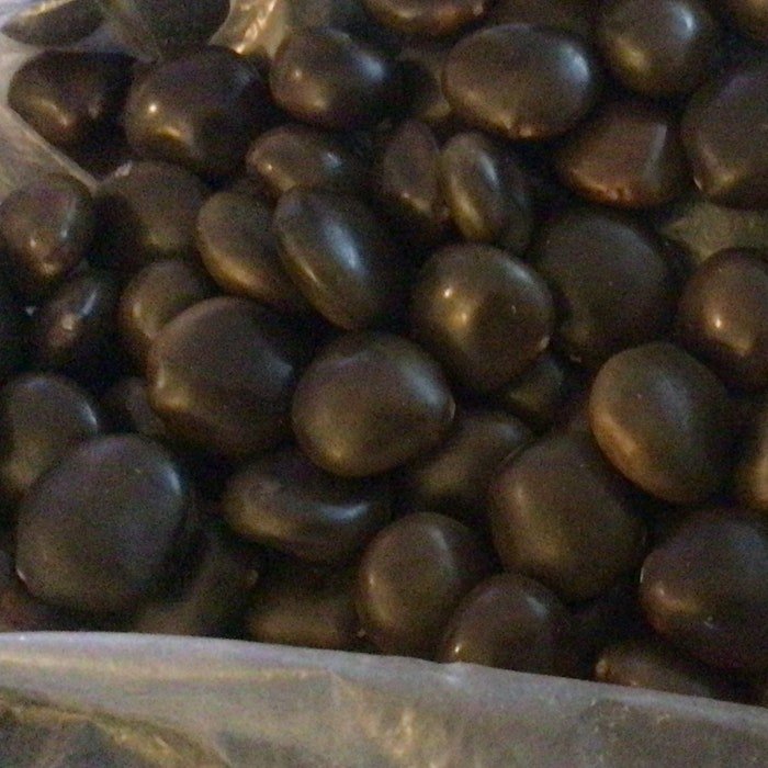 Kentucky Coffeetree Tree Seeds Gymnocladus Dioicus Fresh Seeds