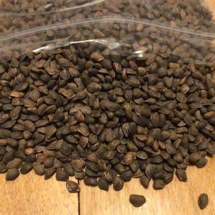 Loblolly Pine Tree Seeds Pinus Taeda Fresh Seeds