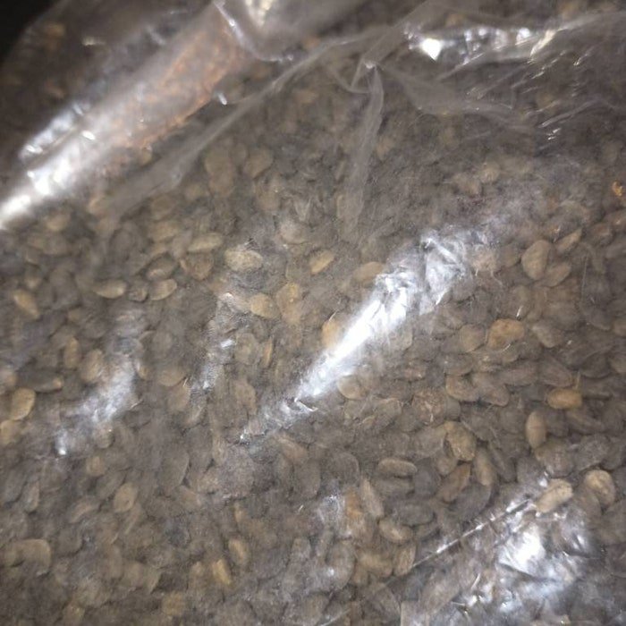 Loblolly Pine Tree Seeds Pinus Taeda Crop Harvested Fresh Seeds