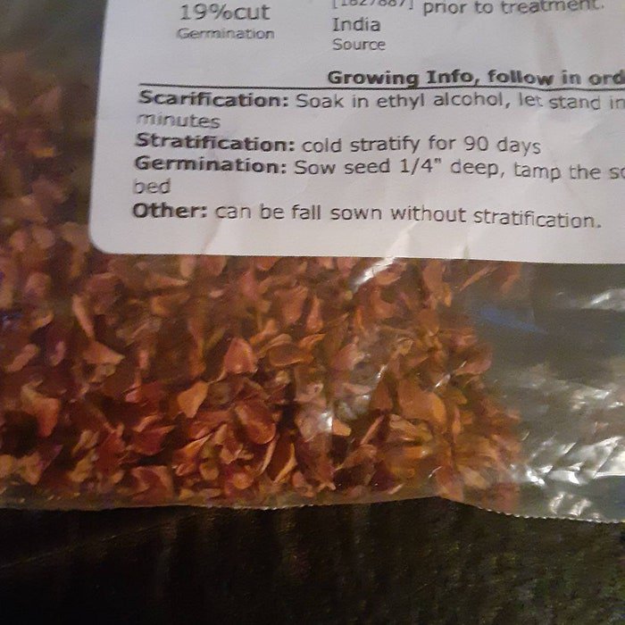 Montezuma Bald Cypress Tree Seeds Taxodium Huegelii Fresh Seeds