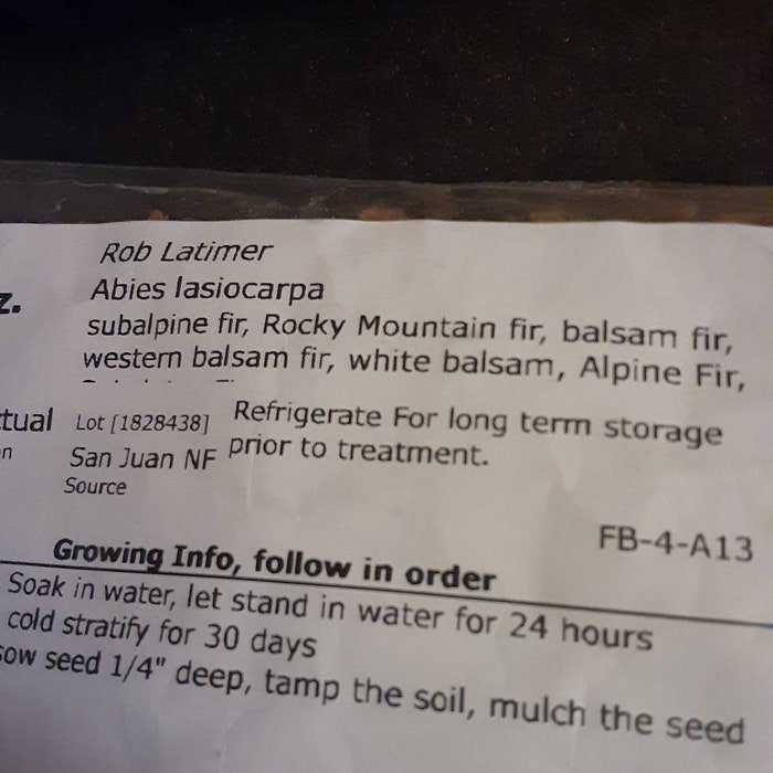 White Balsam Tree Seeds Abies Iasiocarpa Rocky Mountain Fir Western ...