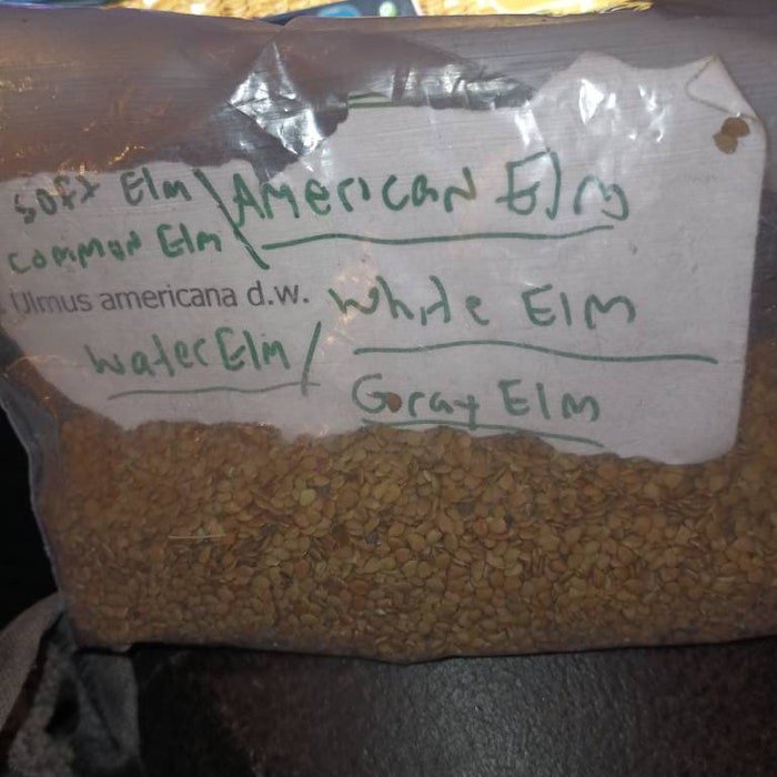 White Elm Tree Seeds Ulmus Americana Common Elm Water Elm American Elm ...