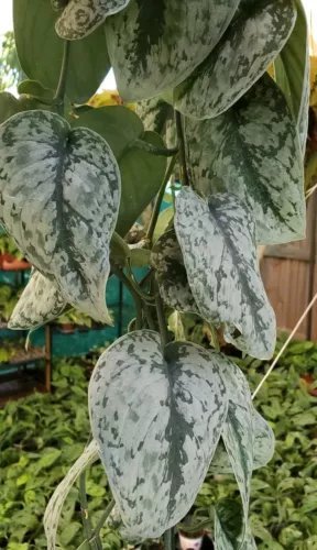 Rare Scindapsus Pictus Exotica Live Plant In 4 Inch Pot Silver Satin ...