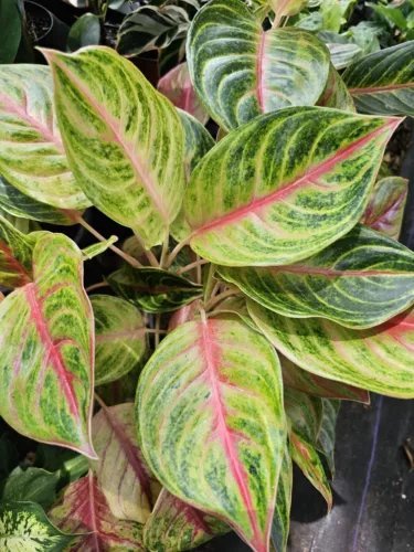 Aglaonema Golden Papaya Live Plant 7 To 12 Inch Tall In 4 Inch Pot ...