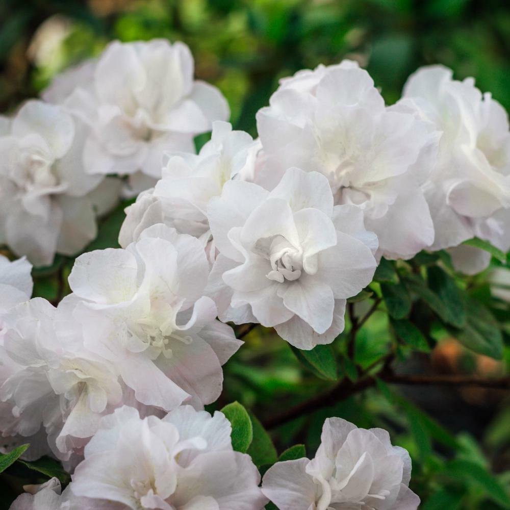 Hardy Gardenia Azalea Rhododendron Deciduous Starter Plant Double White ...