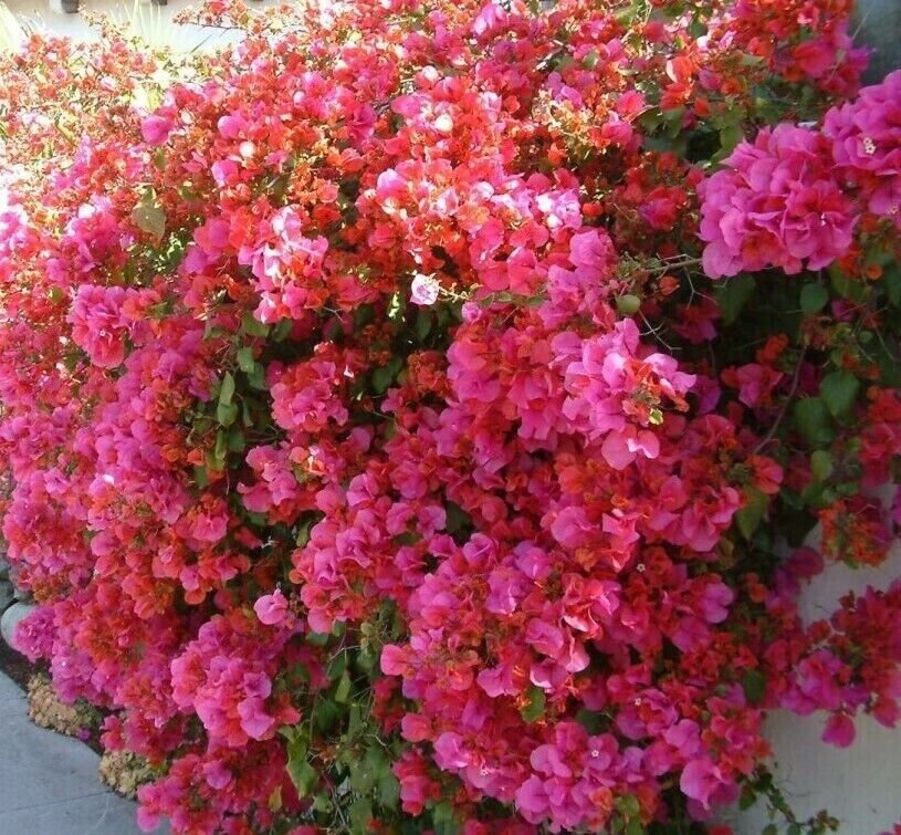 Barbara Karst Bougainvillea Small Well Rooted Starter Plant Fresh Plant