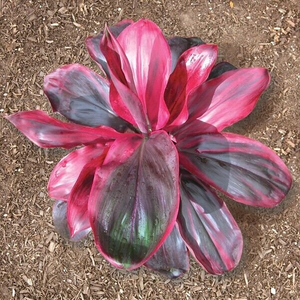 Ruby Cordyline Terminalis Hawaiian Ti Plant Aka Good Luck Plants ...